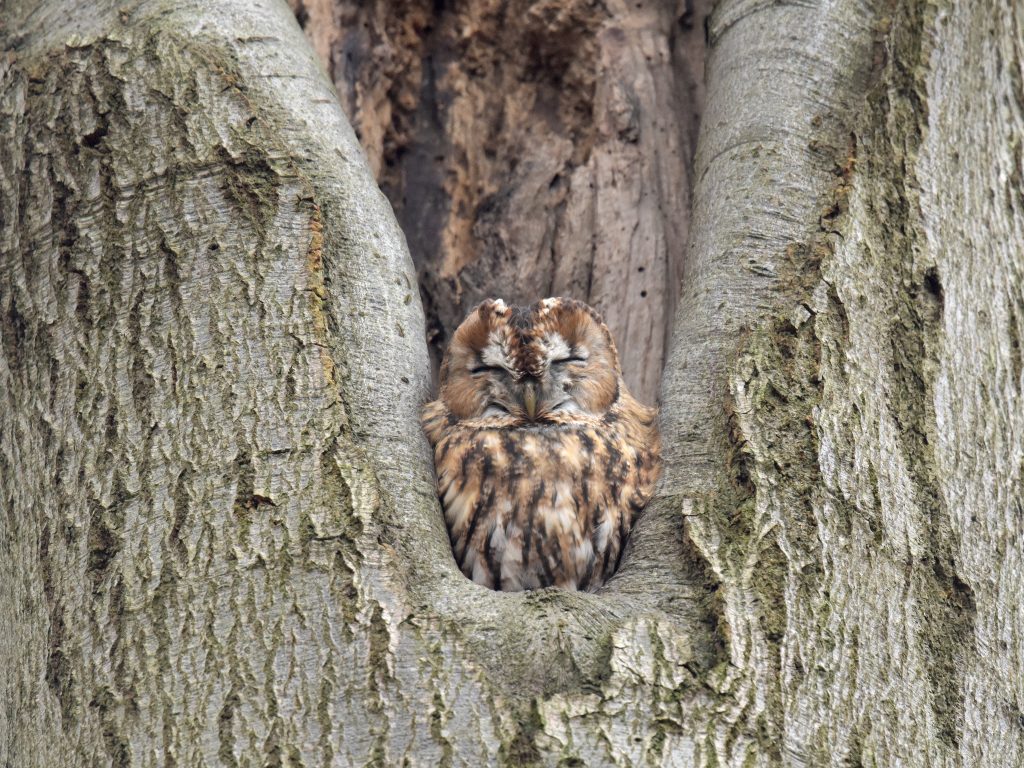 Skeletons – skullsite